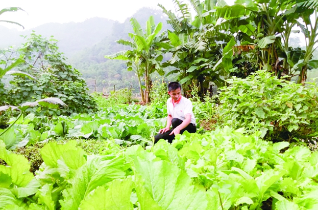 Làm giàu từ mô hình trang trại tổng hợp